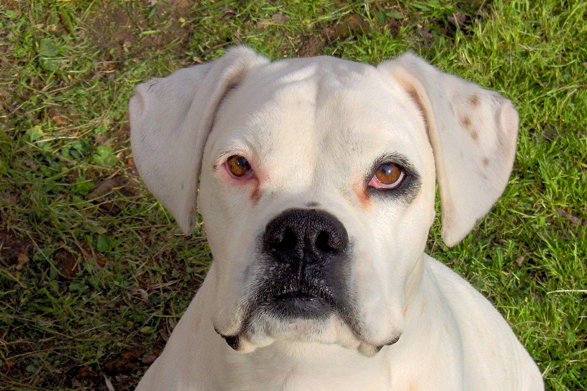 Guía sobre el BOXER: Cría, Cuidado y Adiestramiento