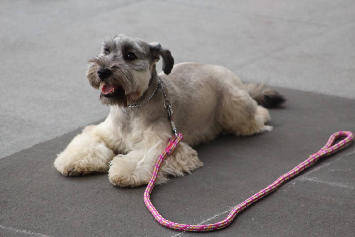 Guía sobre el Schnauzer Estándar: Cría, Cuidado y Adiestramiento
