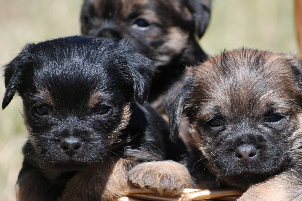 Guía sobre el Schnauzer Estándar: Cría, Cuidado y Adiestramiento