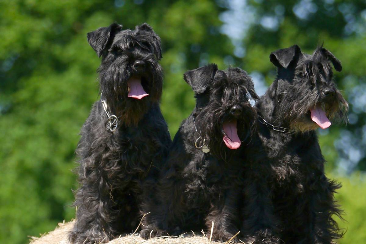 Guía sobre el Schnauzer Estándar: Cría, Cuidado y Adiestramiento