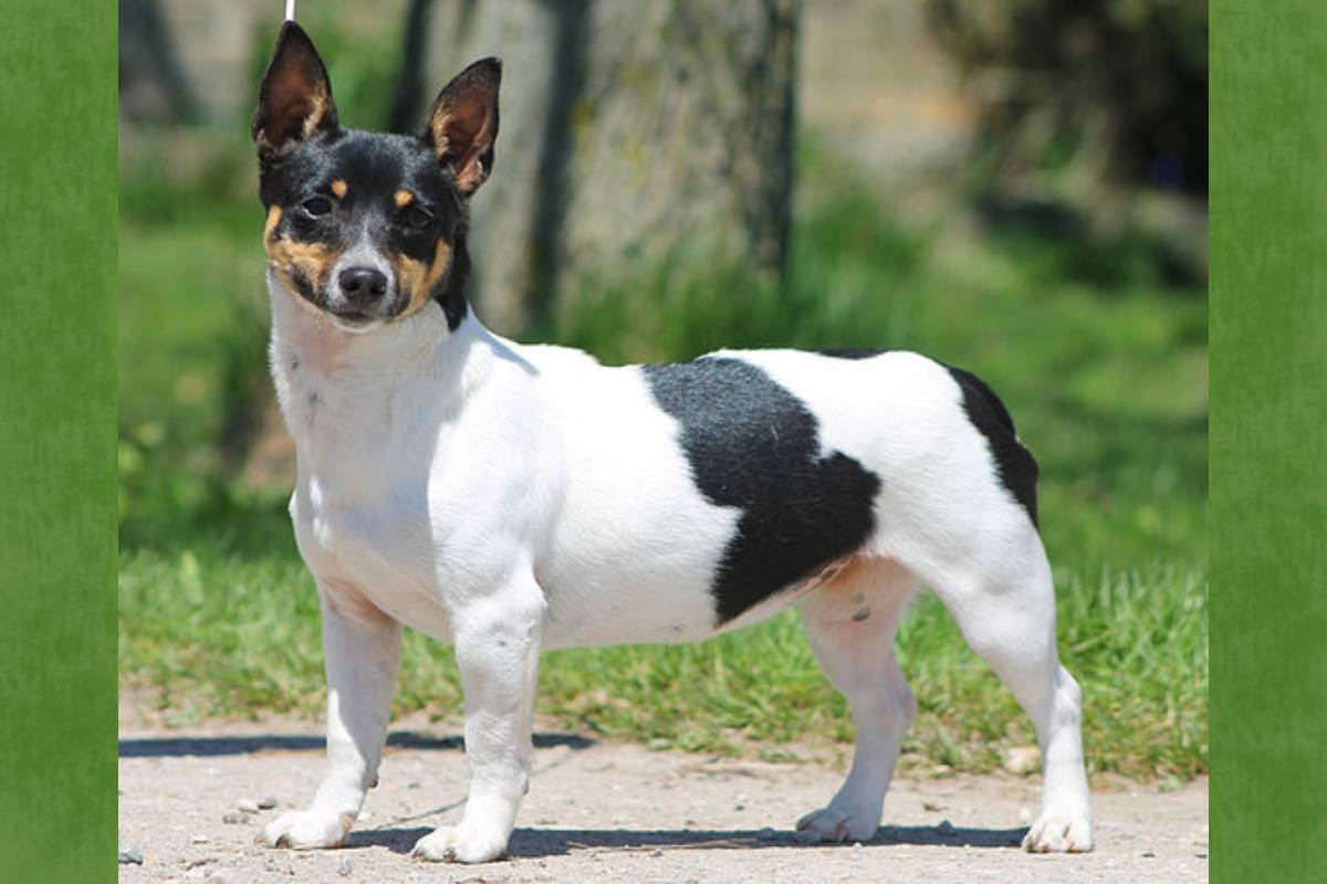 Todo sobre el Teddy Roosevelt Terrier: Cría, Cuidado y Adiestramiento
