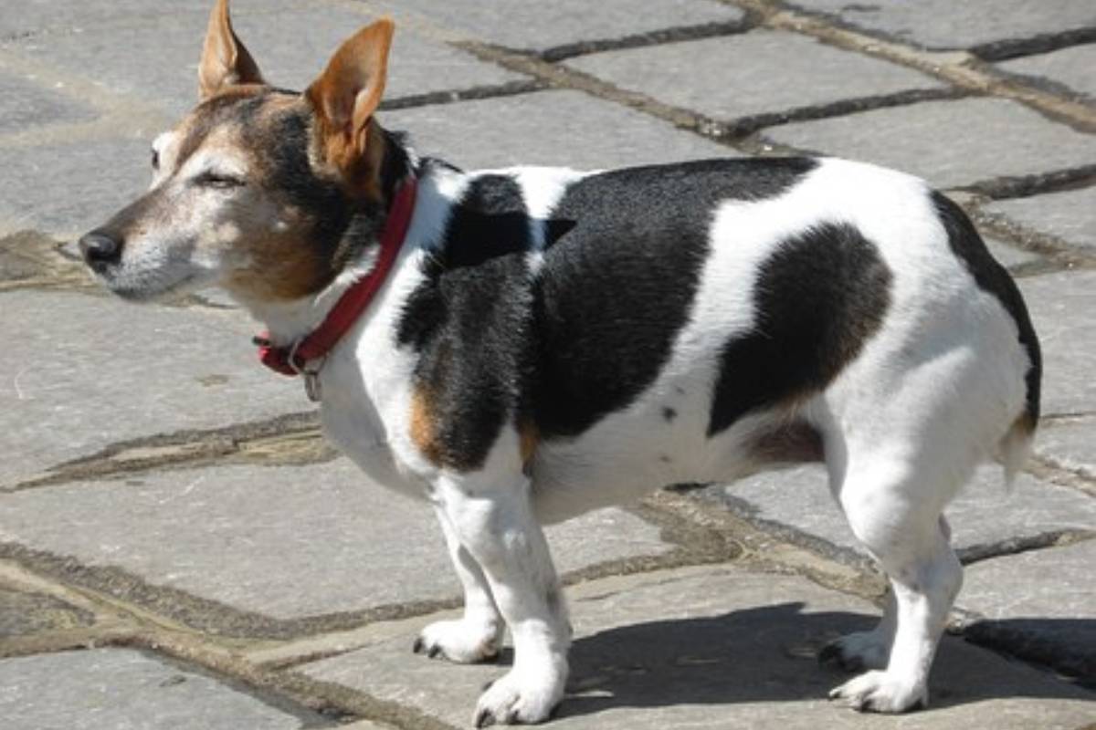 Todo sobre el Teddy Roosevelt Terrier: Cría, Cuidado y Adiestramiento