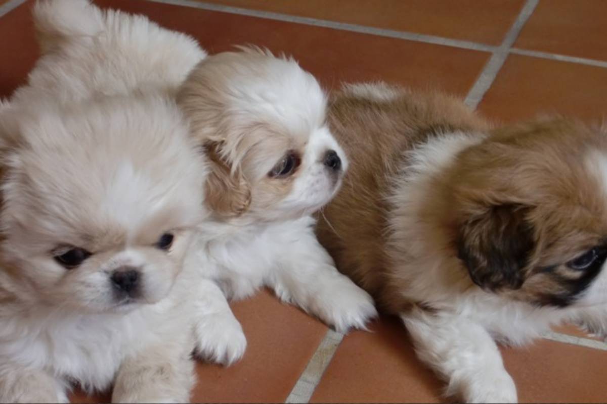 Todo sobre el Pekinés: Cría, Cuidado y Adiestramiento - RedCanina.es