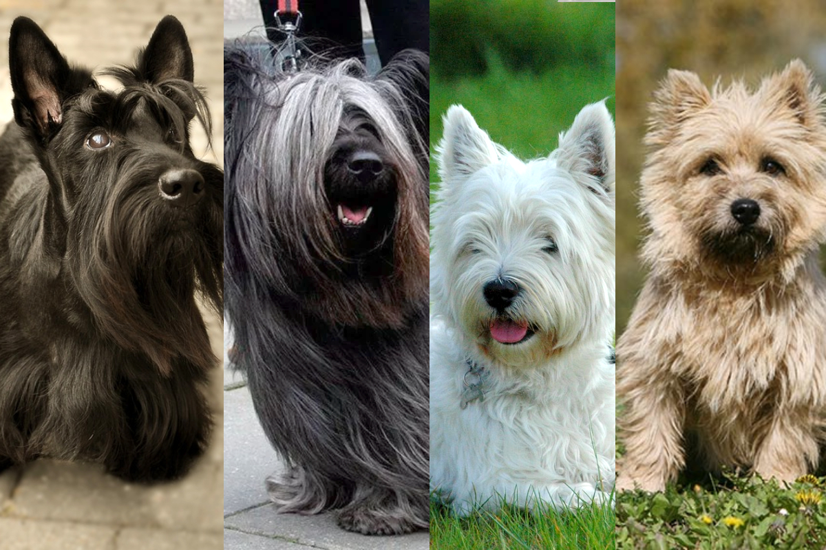 TERRIER ESCOCÉS: Cría, Cuidado y Adiestramiento - Guía Completa