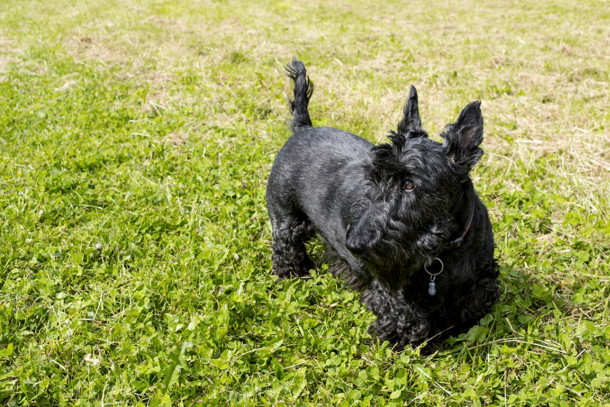 TERRIER ESCOCÉS: Cría, Cuidado y Adiestramiento - Guía Completa