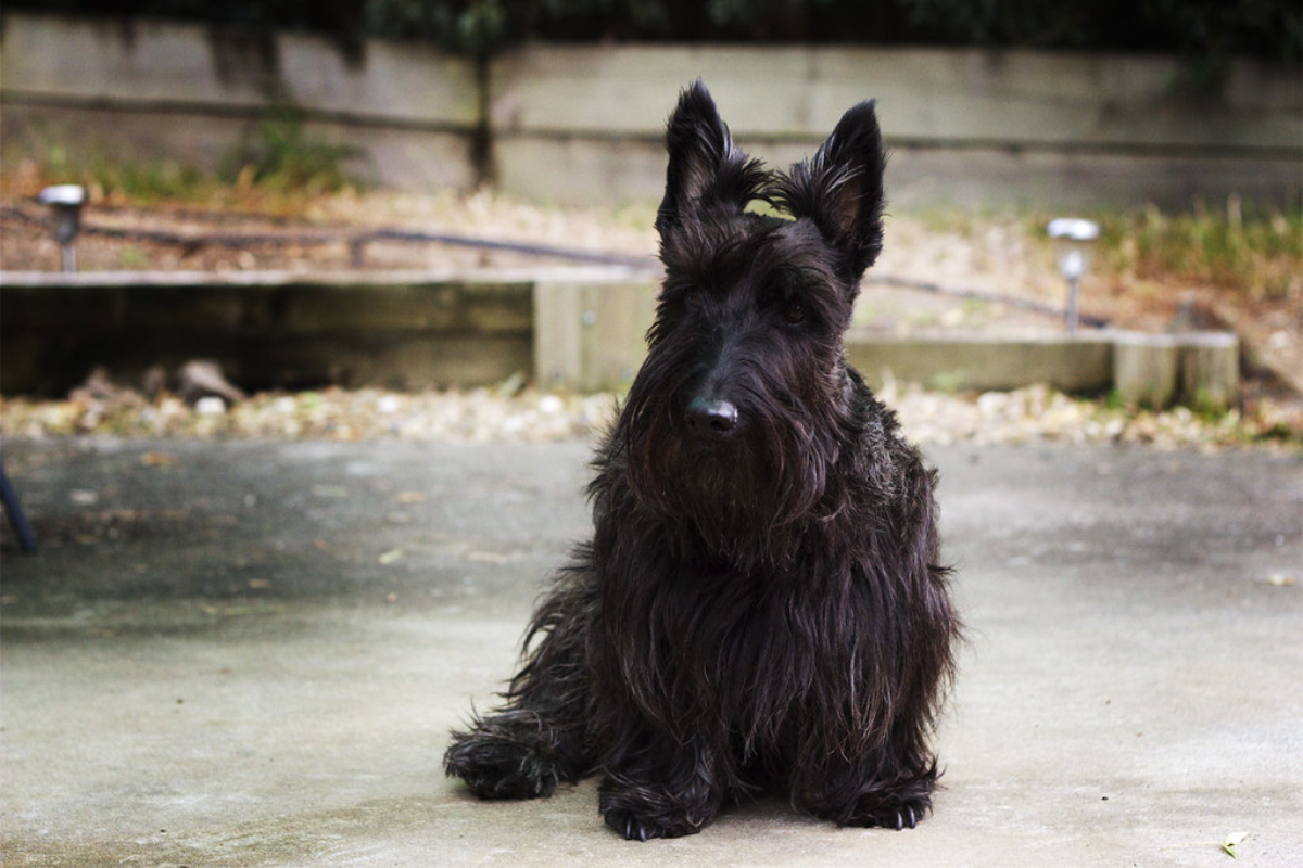 TERRIER ESCOCÉS: Cría, Cuidado y Adiestramiento - Guía Completa