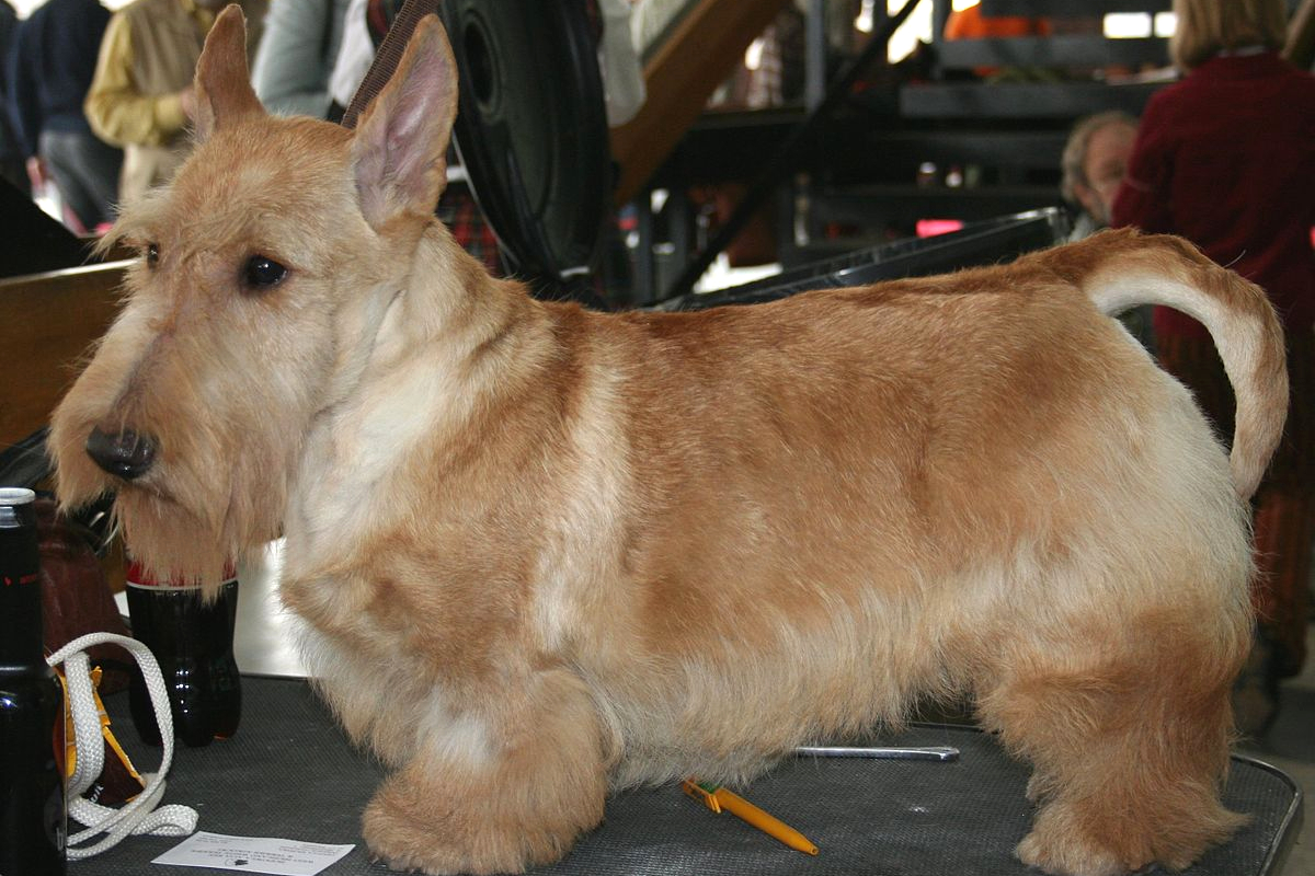 TERRIER ESCOCÉS: Cría, Cuidado y Adiestramiento - Guía Completa