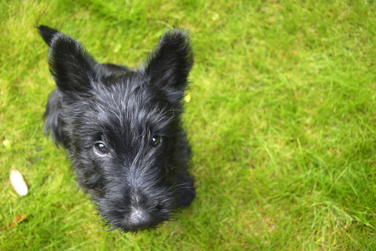 TERRIER ESCOCÉS: Cría, Cuidado y Adiestramiento - Guía Completa