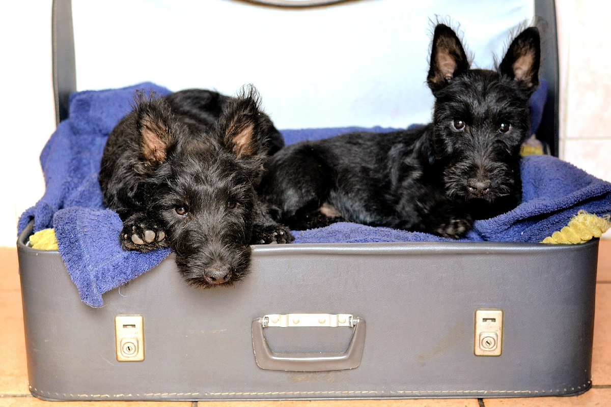 TERRIER ESCOCÉS: Cría, Cuidado y Adiestramiento - Guía Completa