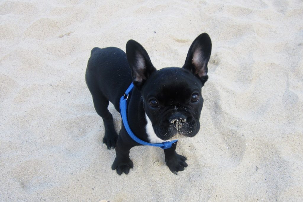 Guía sobre el DOBERMAN: características, cría, consejos y problemas.