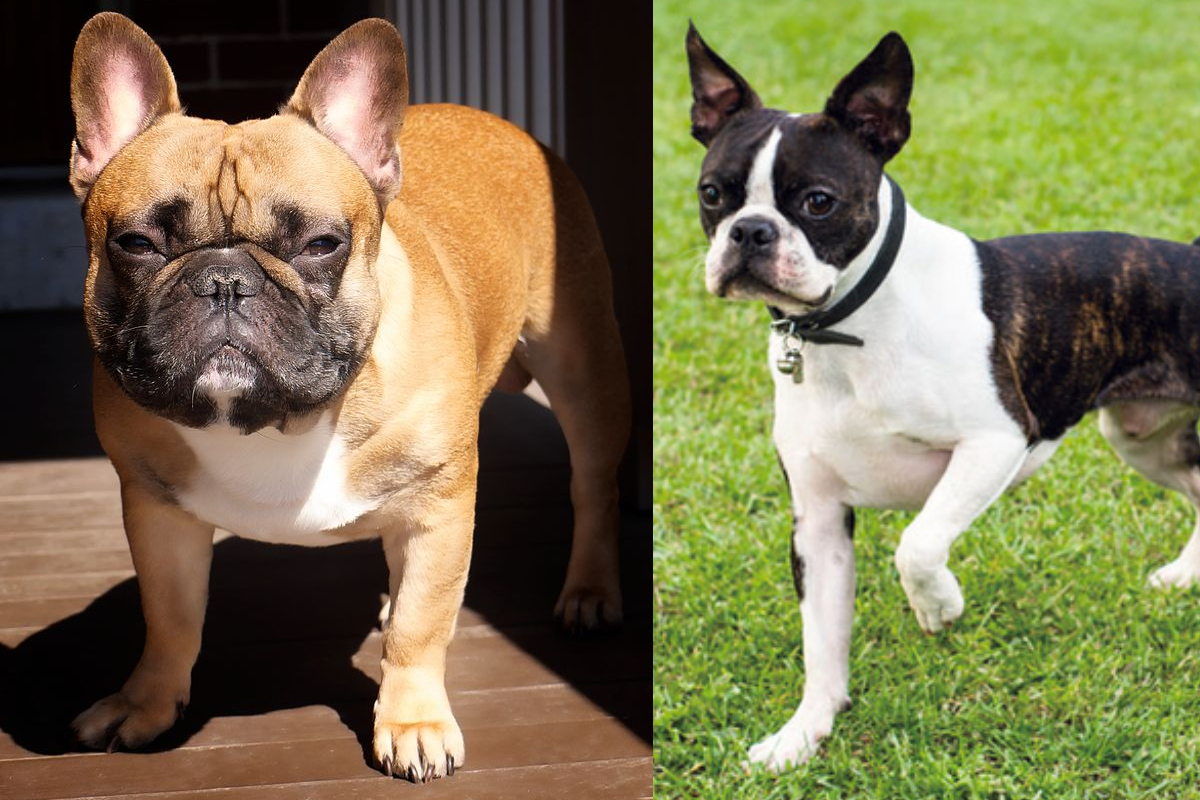 Todo sobre el FRENCHTON: Cría, Cuidado y Adiestramiento - Guía Completa