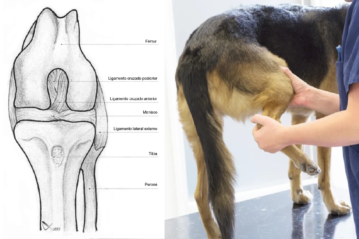 Anatomía De La Rodilla Del Perro