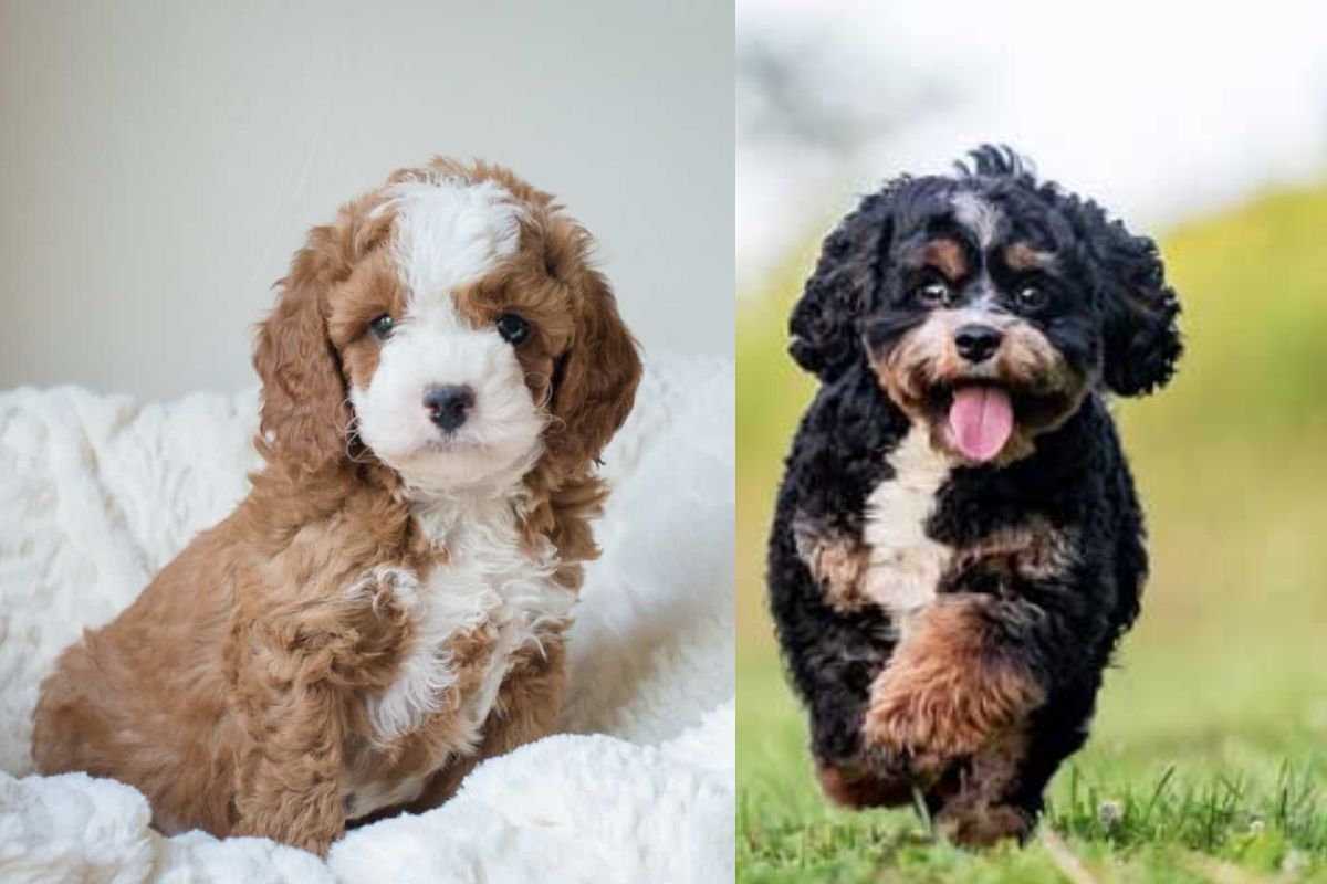 Todo sobre el CAVAPOO: Cría, Cuidado y Adiestramiento - Guía Completa