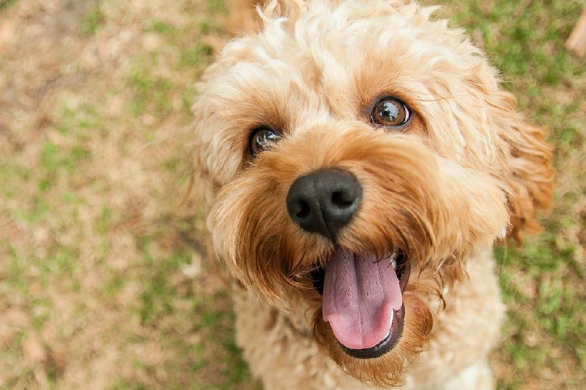 Todo sobre el CAVAPOO: Cría, Cuidado y Adiestramiento - Guía Completa