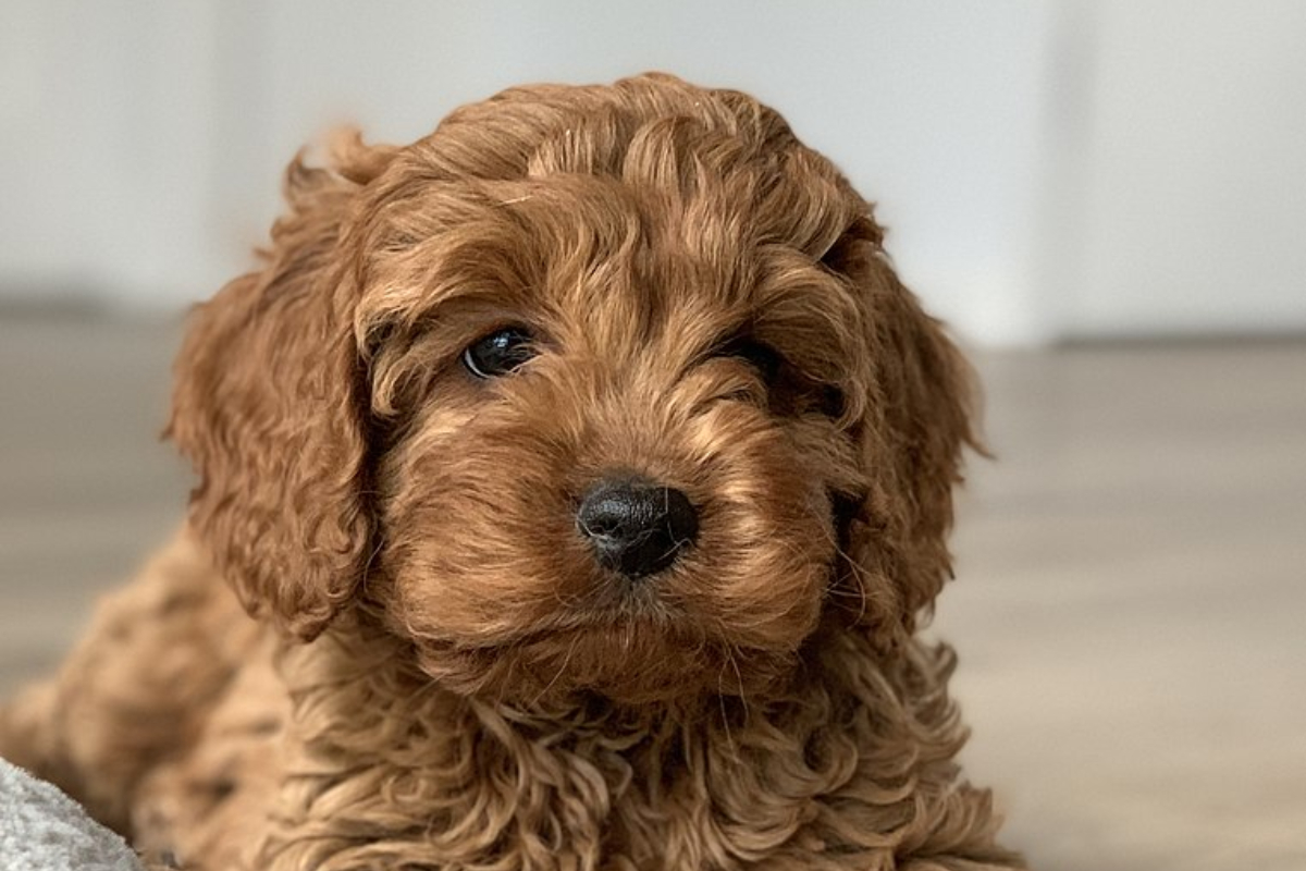 Todo sobre el CAVAPOO: Cría, Cuidado y Adiestramiento - Guía Completa