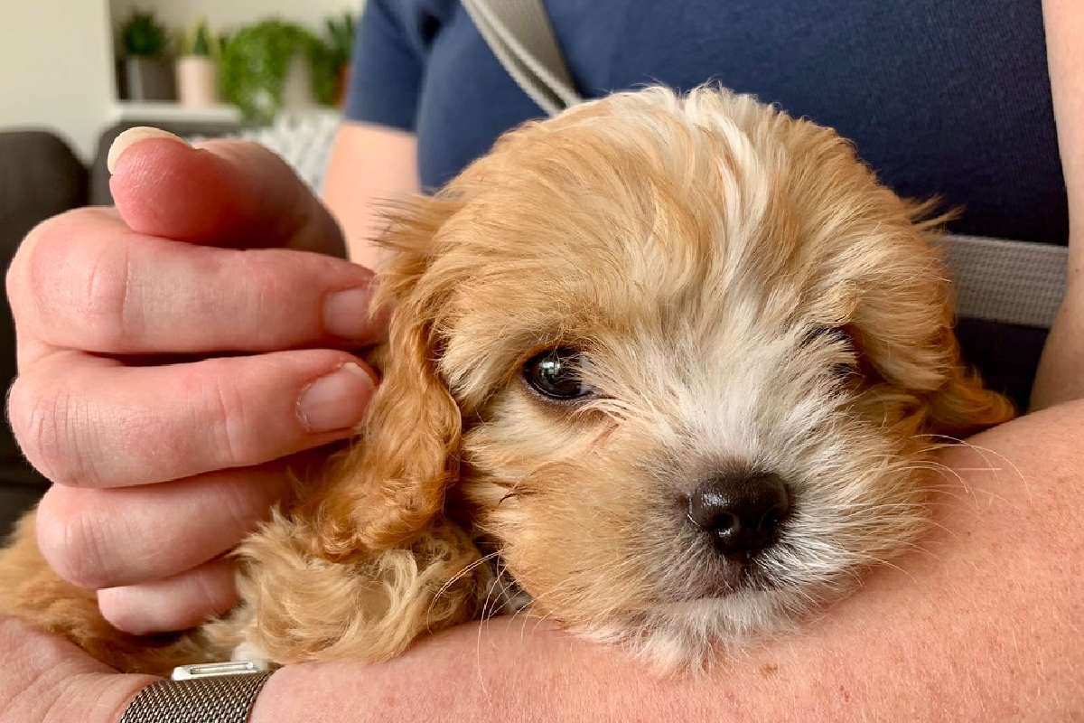 Todo sobre el CAVAPOO: Cría, Cuidado y Adiestramiento - Guía Completa