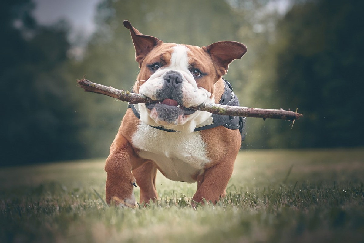 Todo sobre el BULLDOG: Cría, Cuidado y Adiestramiento - Guía Completa