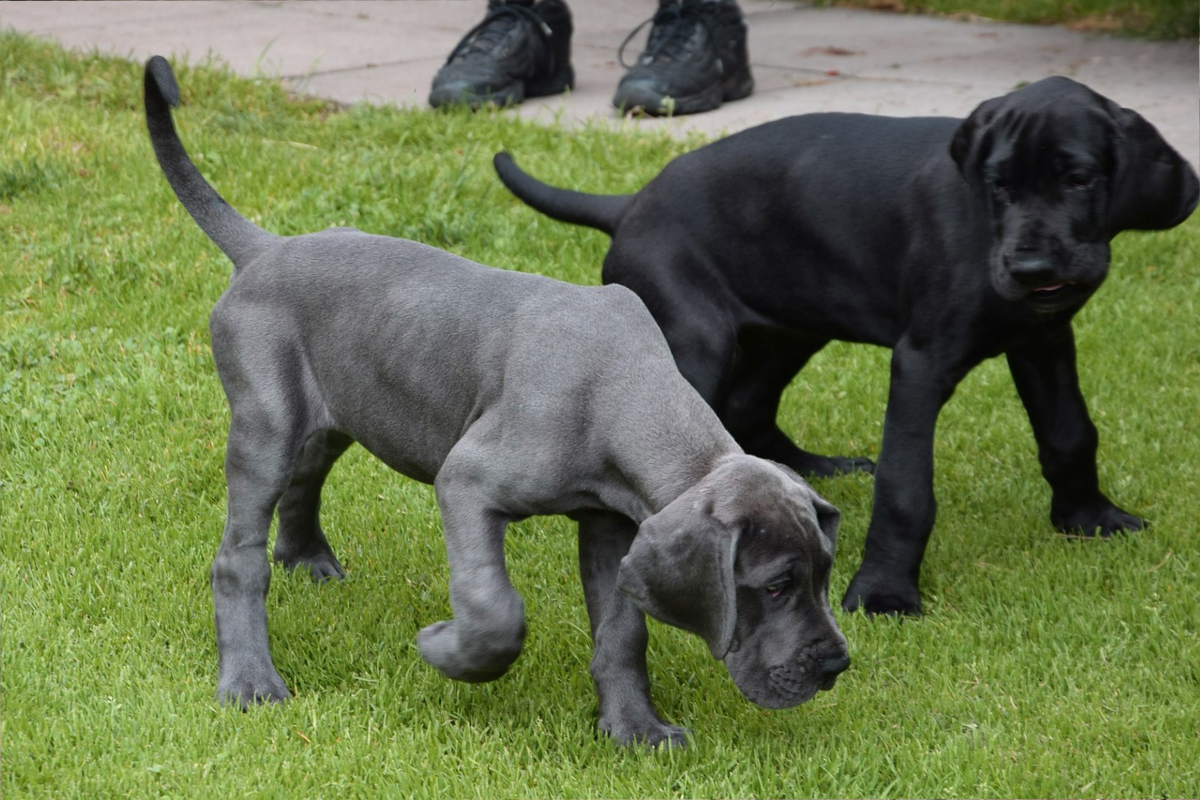 Todo sobre el GRAN DANÉS: Cría, Cuidado y Adiestramiento - Guía Completa