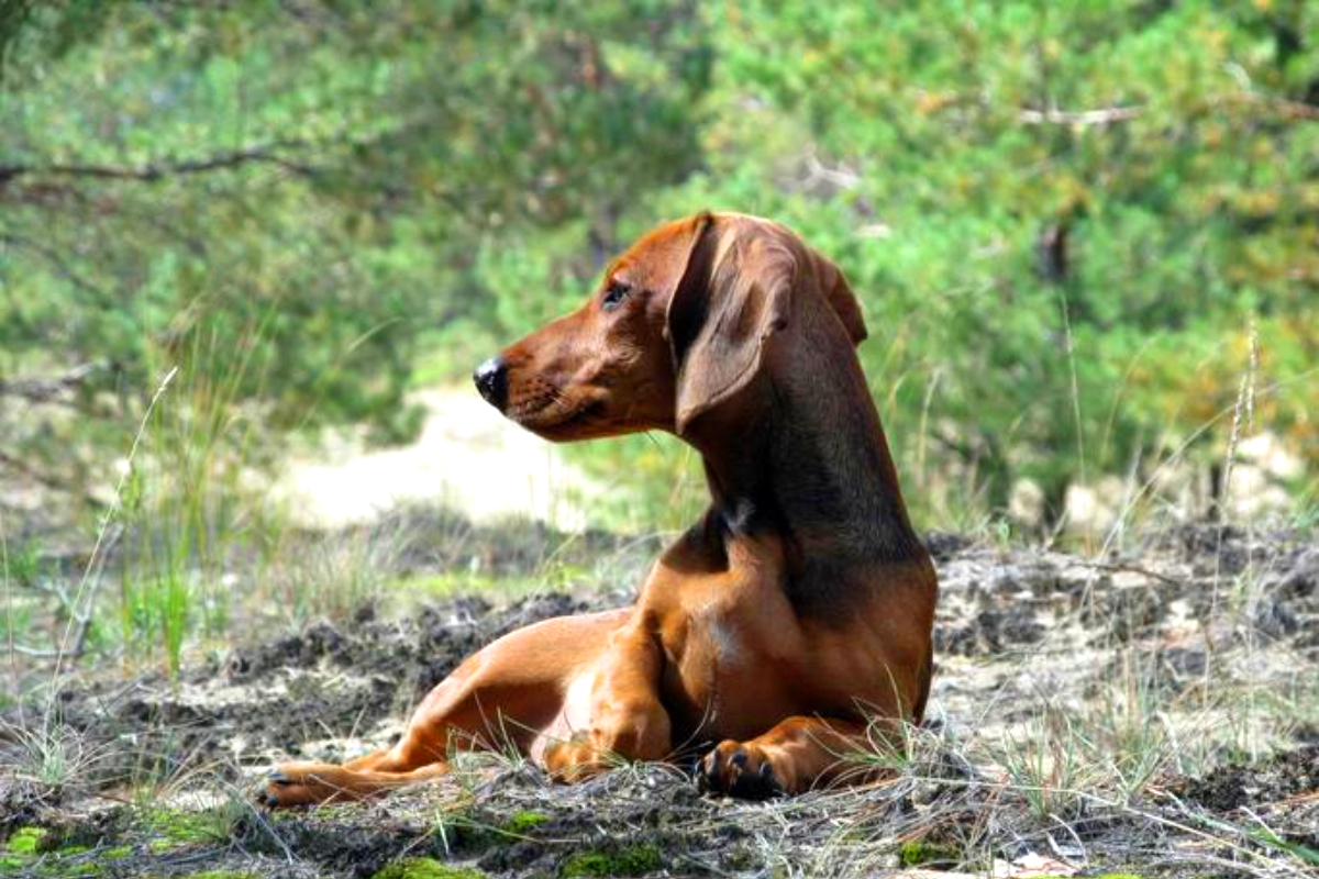 Guía del DACHSHUND o Perro SALCHICHA: Cría, Cuidado y Adiestramiento
