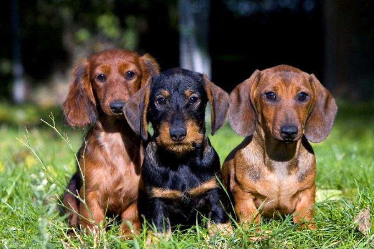 Guía del DACHSHUND o Perro SALCHICHA: Cría, Cuidado y Adiestramiento