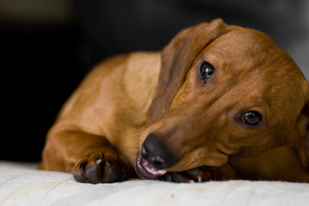 Guía del DACHSHUND o Perro SALCHICHA: Cría, Cuidado y Adiestramiento