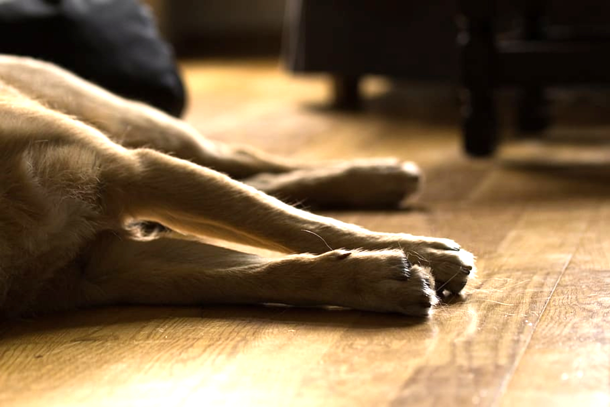 La EPILEPSIA en los PERROS: Síntomas, cómo afrontarla y tratamiento