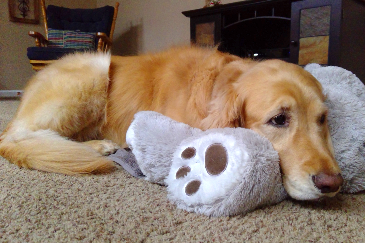 La EPILEPSIA en los PERROS: Síntomas, cómo afrontarla y tratamiento