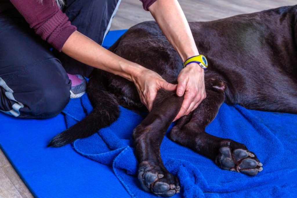 MIELOPATÍA degenerativa en los PERROS: Prevención y tratamiento