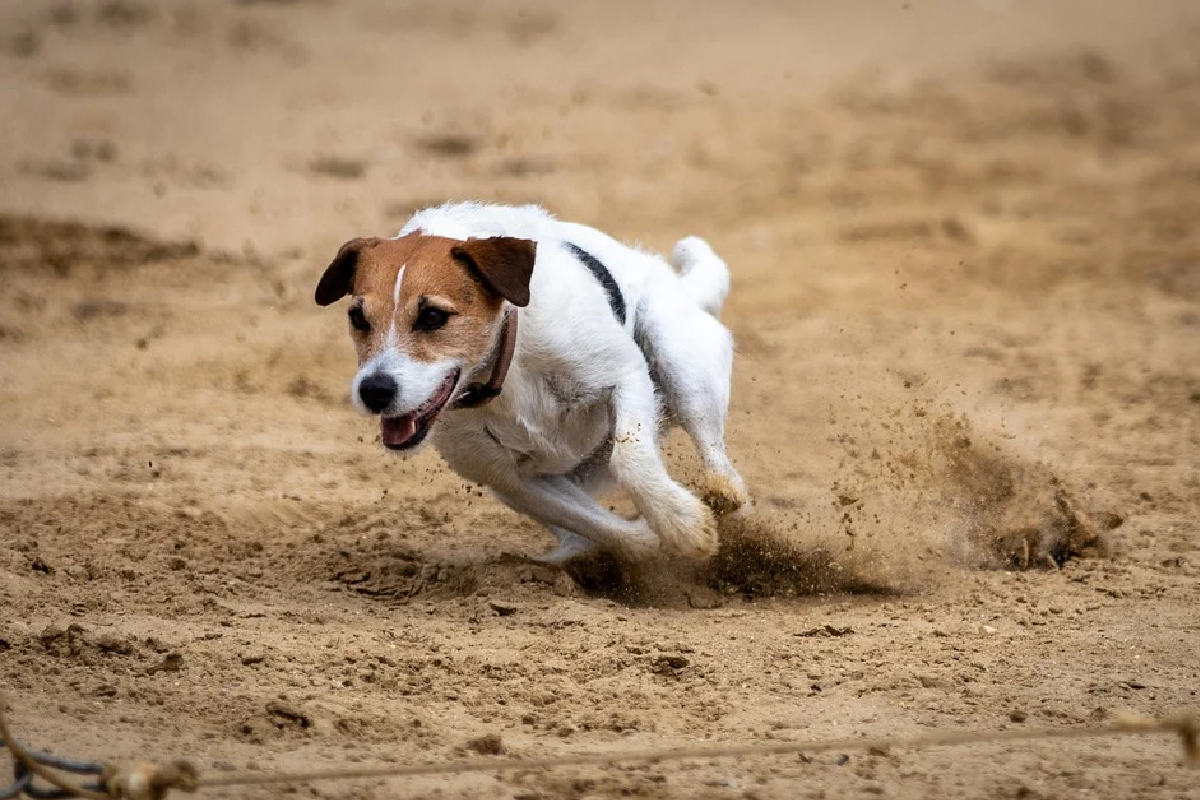 Todo sobre el JACK RUSSELL TERRIER: Cría, Cuidado y Adiestramiento