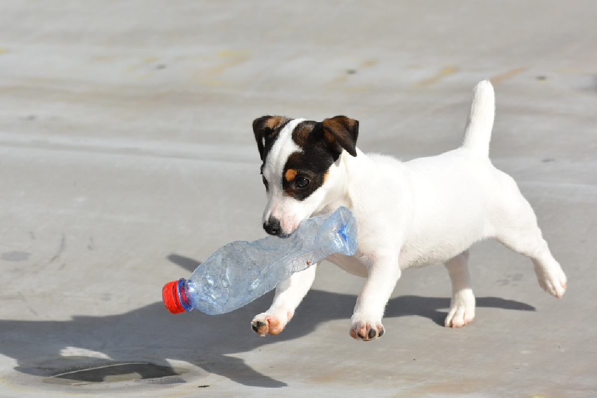Todo sobre el JACK RUSSELL TERRIER: Cría, Cuidado y Adiestramiento