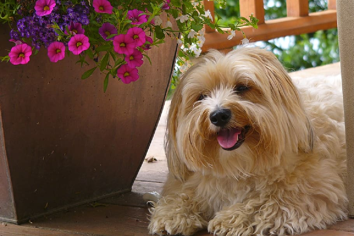 Todo sobre el BICHÓN HABANERO: Cría, Cuidado y Adiestramiento