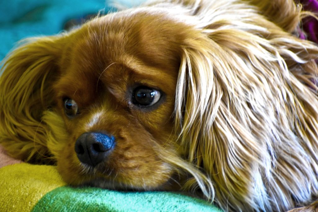 MIELOPATÍA degenerativa en los PERROS: Prevención y tratamiento