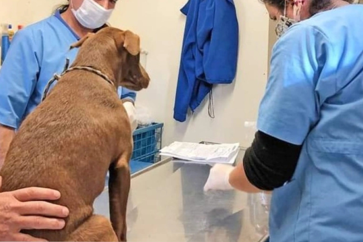 La DISTIQUIASIS Canina: Qué es y cómo tratarla - Guía Completa
