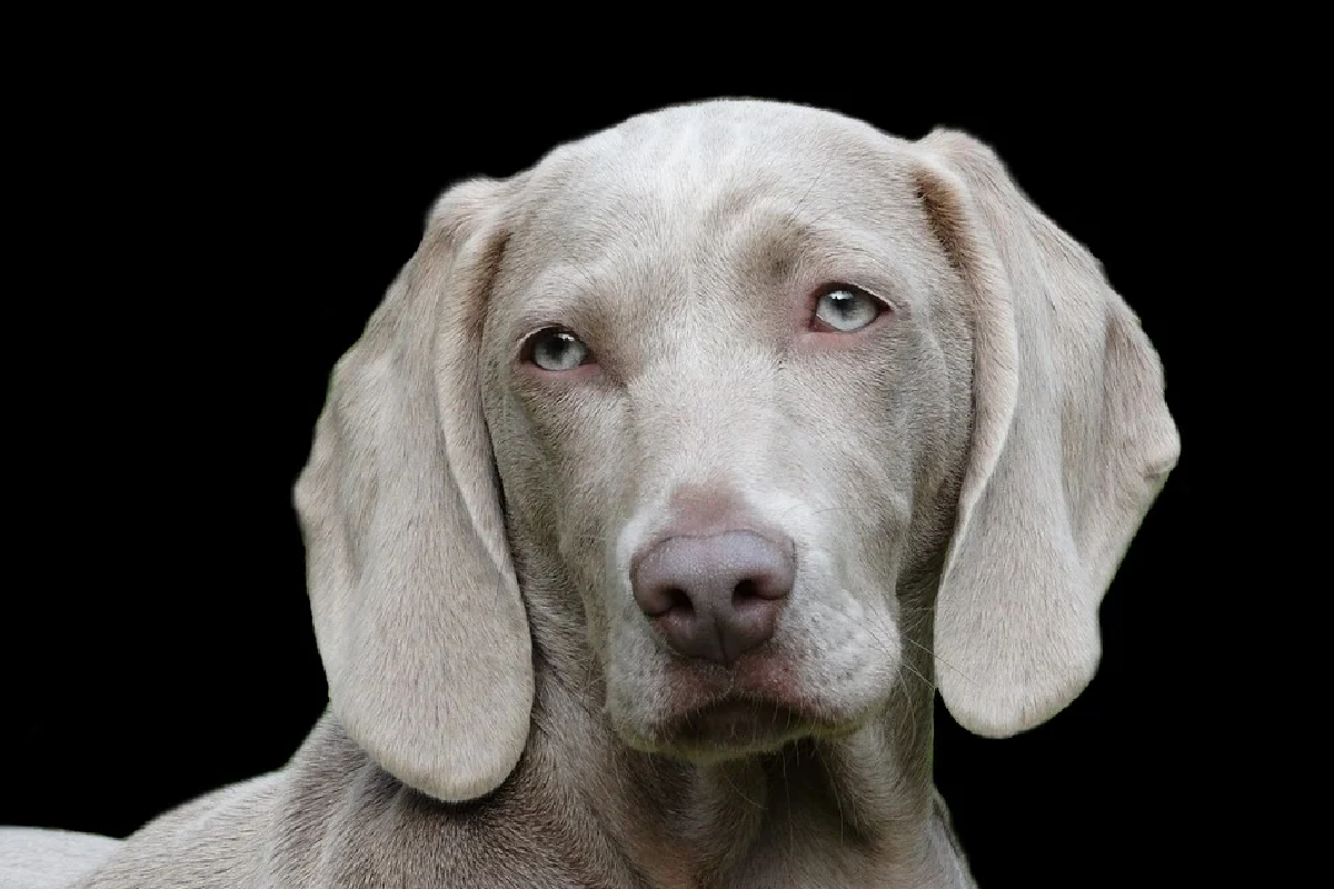 BRACO de WEIMAR: Cría, Cuidado y Adiestramiento 【 Guía Completa