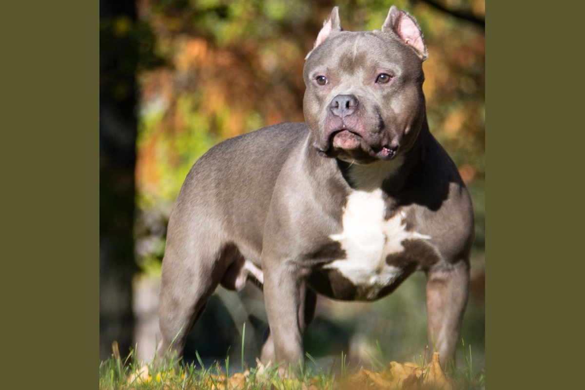 AMERICAN BULLY: Cría, Cuidado y Adiestramiento
