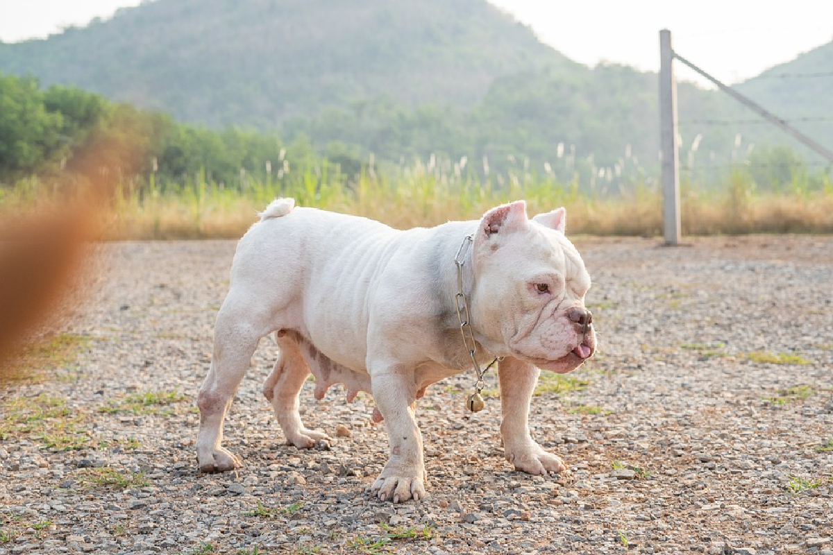 AMERICAN BULLY: Cría, Cuidado y Adiestramiento