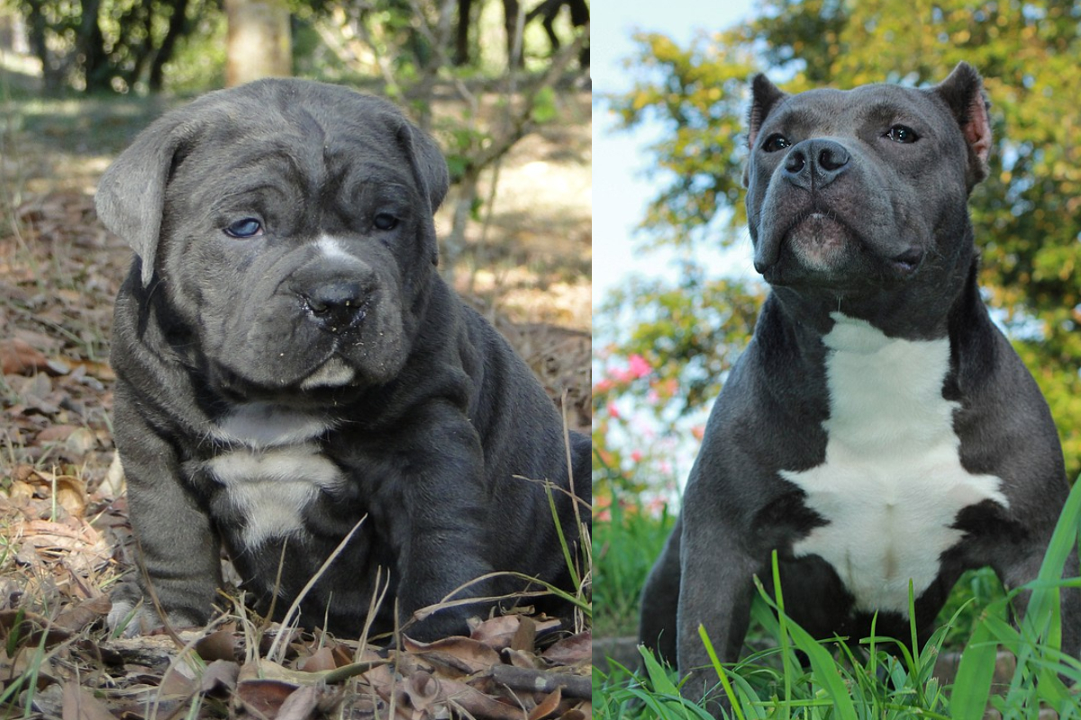 AMERICAN BULLY: Cría, Cuidado y Adiestramiento