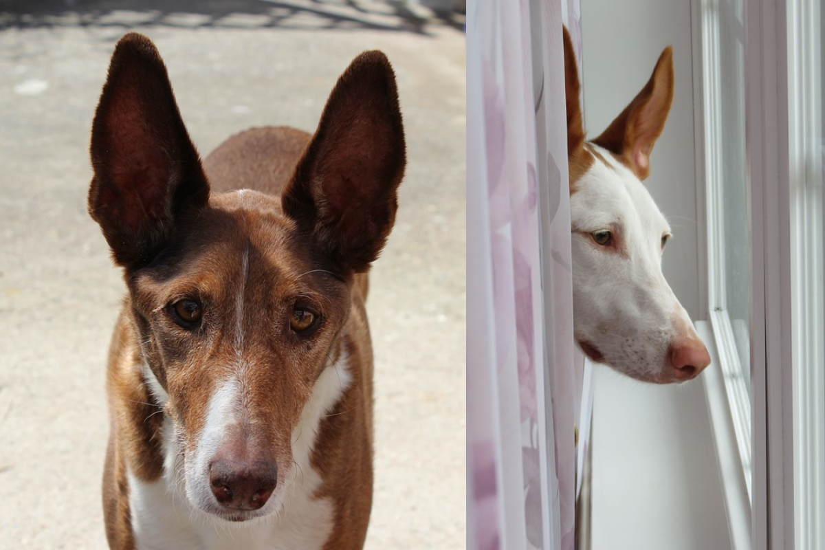 Todo sobre el PODENCO: Cría, Cuidado y Adiestramiento