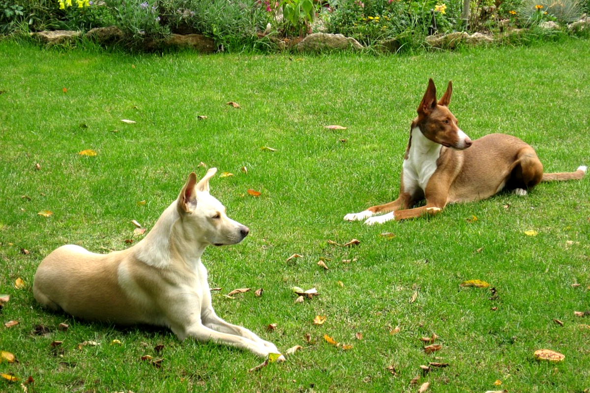 Todo sobre el PODENCO: Cría, Cuidado y Adiestramiento