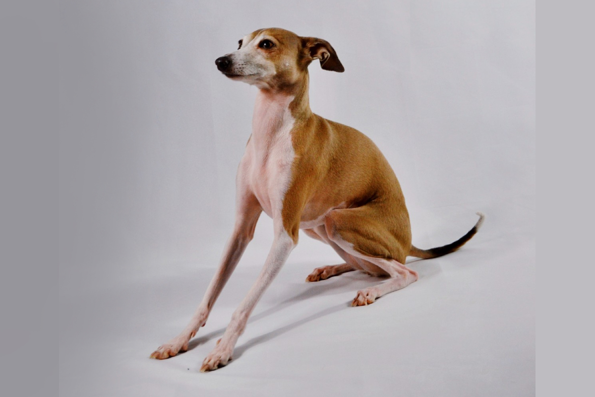 Todo sobre el LEBREL ITALIANO: Cría, Cuidado y Adiestramiento