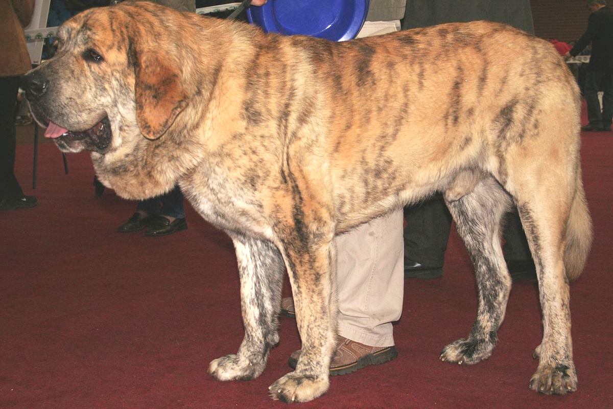 Todo sobre el MASTÍN ESPAÑOL: Cría, Cuidado y Adiestramiento