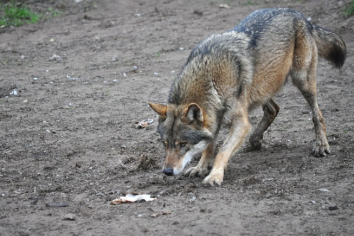 Perro LOBO CHECOSLOVACO: Cría, Cuidado y Adiestramiento