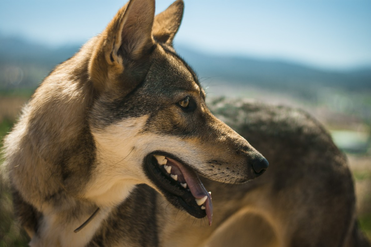 Perro LOBO CHECOSLOVACO: Cría, Cuidado y Adiestramiento