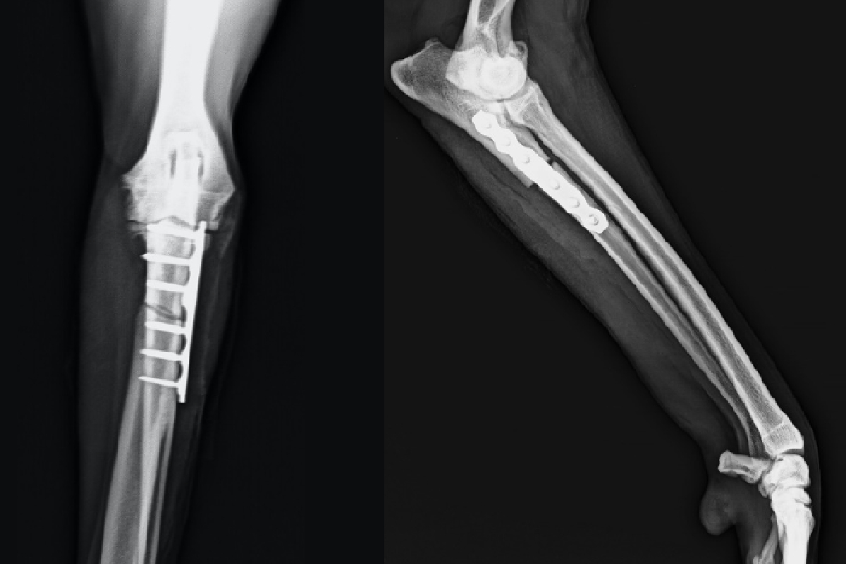 DISPLASIA de CODO en los PERROS: Cómo prevenirla y curarla