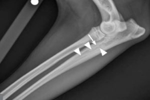 PANOSTEÍTIS o Enostosis en los perros: Cómo prevenirla y tratarla