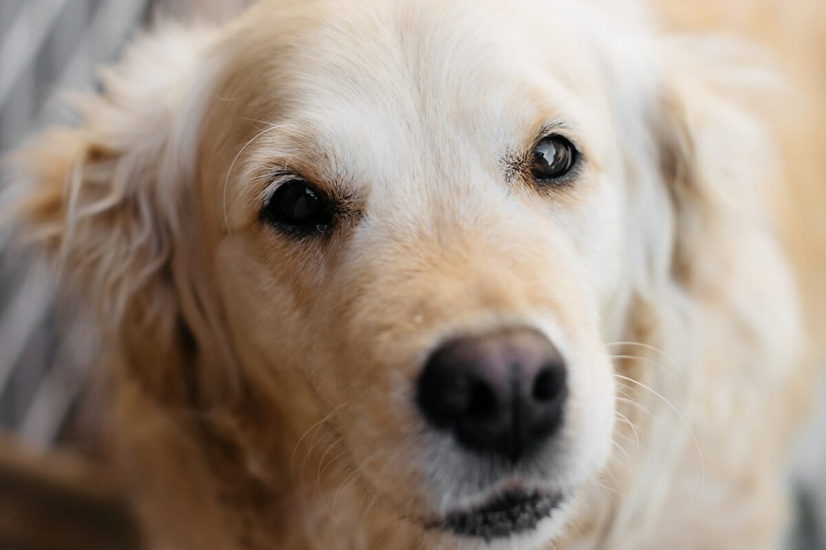 Mi perro no ve bien. ¿Qué problemas puede tener en los ojos?