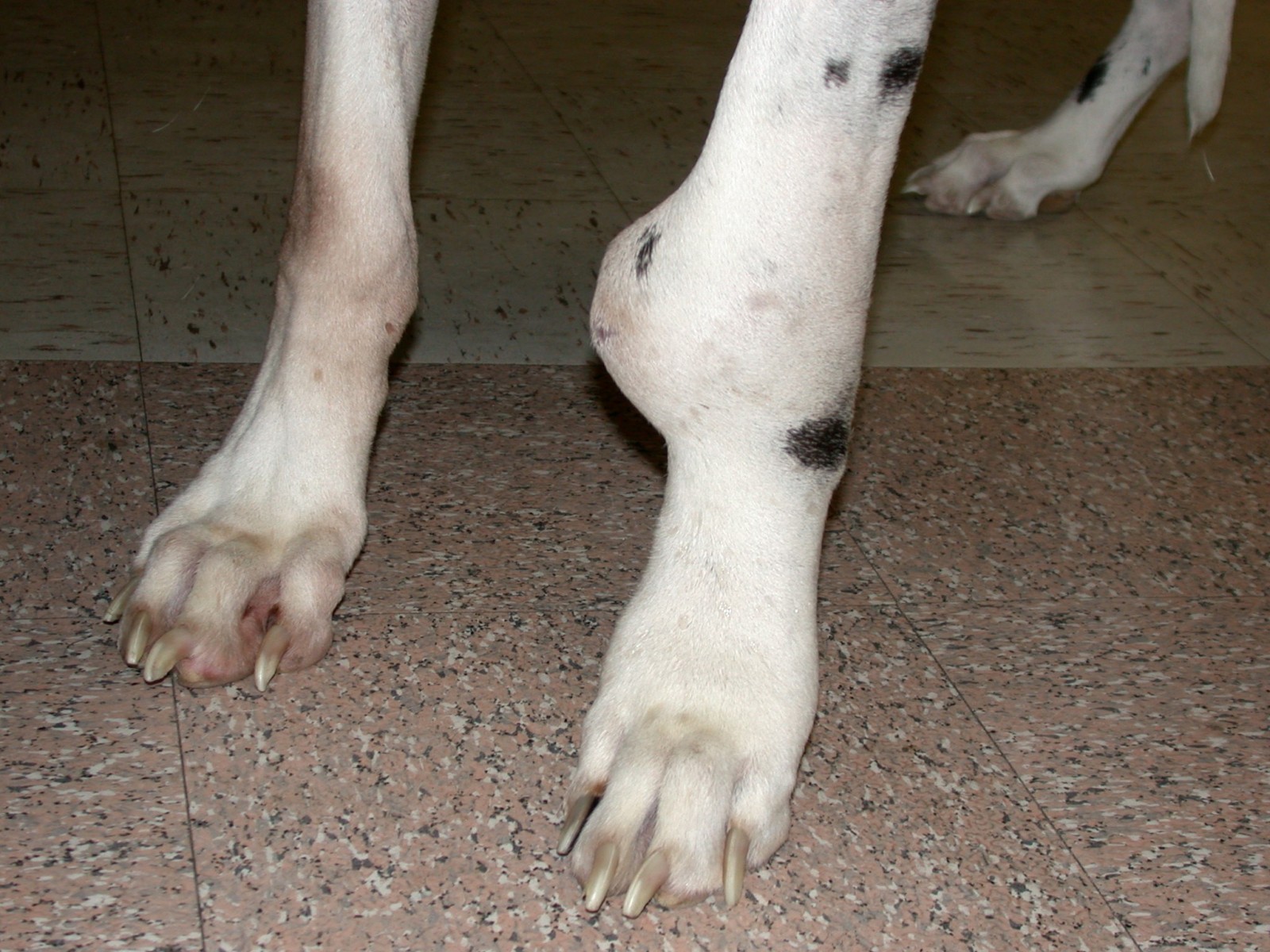 Osteosarcoma en los perros: Detección, prevención y tratamiento