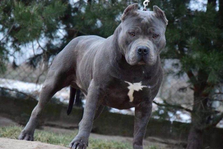 Guía de AMERICAN STANFORD Blue: Cría, Cuidado y Adiestramiento