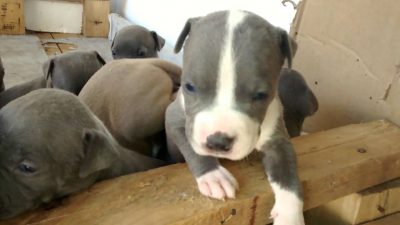 Guía de AMERICAN STANFORD Blue: Cría, Cuidado y Adiestramiento