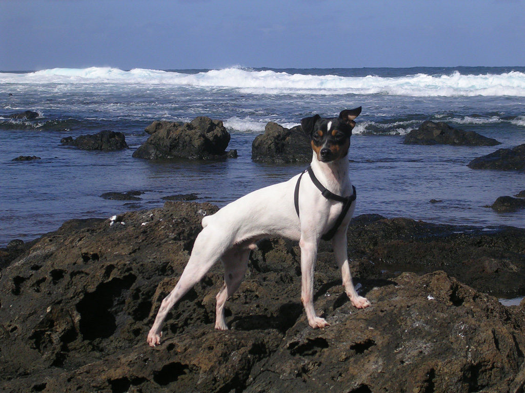 RATONERO BODEGUERO Andaluz: Cría, Cuidado y Adiestramiento